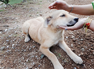 Born Again Animal Rescue